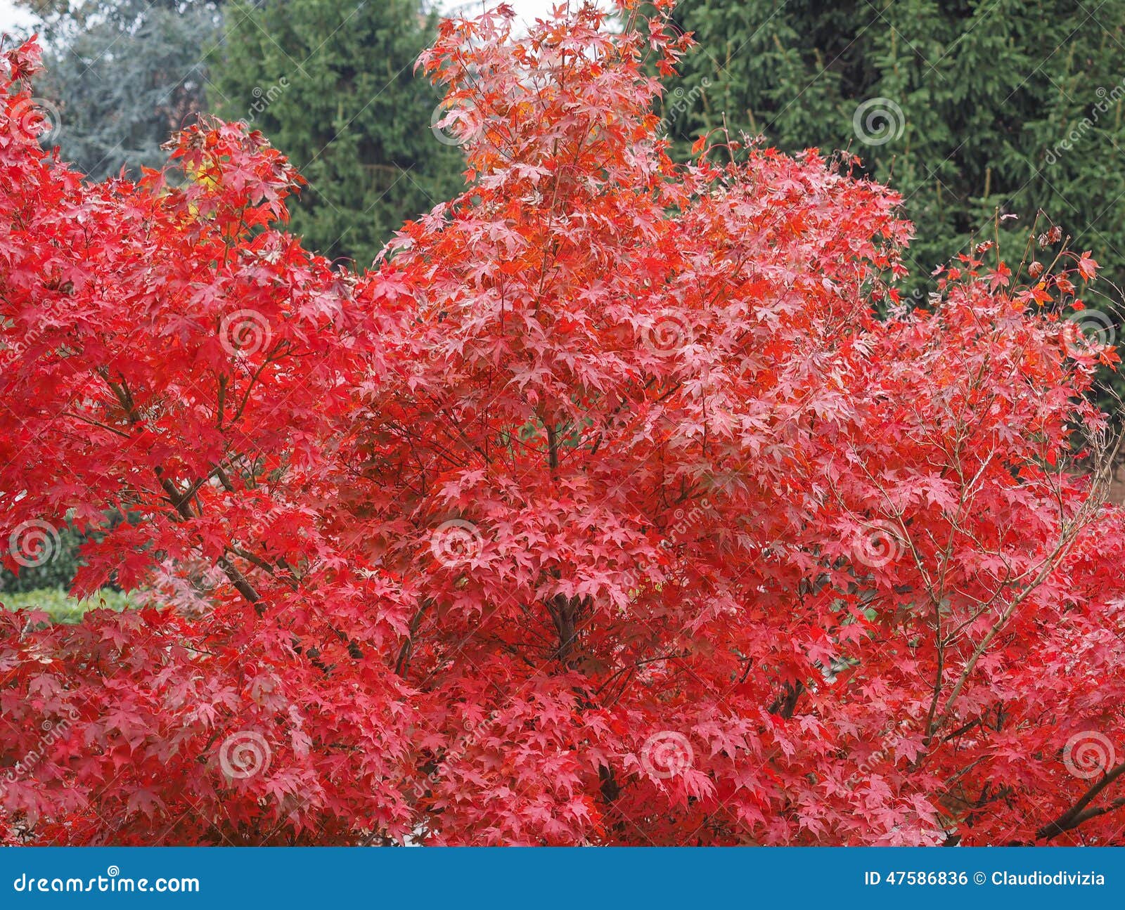 Red maple tree stock photo. Image of background, canadian - 47586836