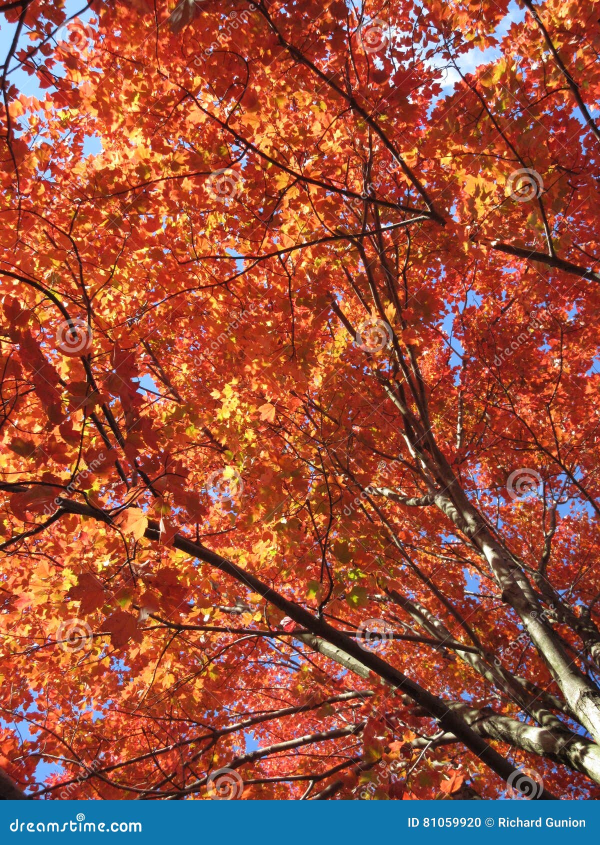 Red Maple Tree Canopy in November Stock Photo - Image of leaves ...