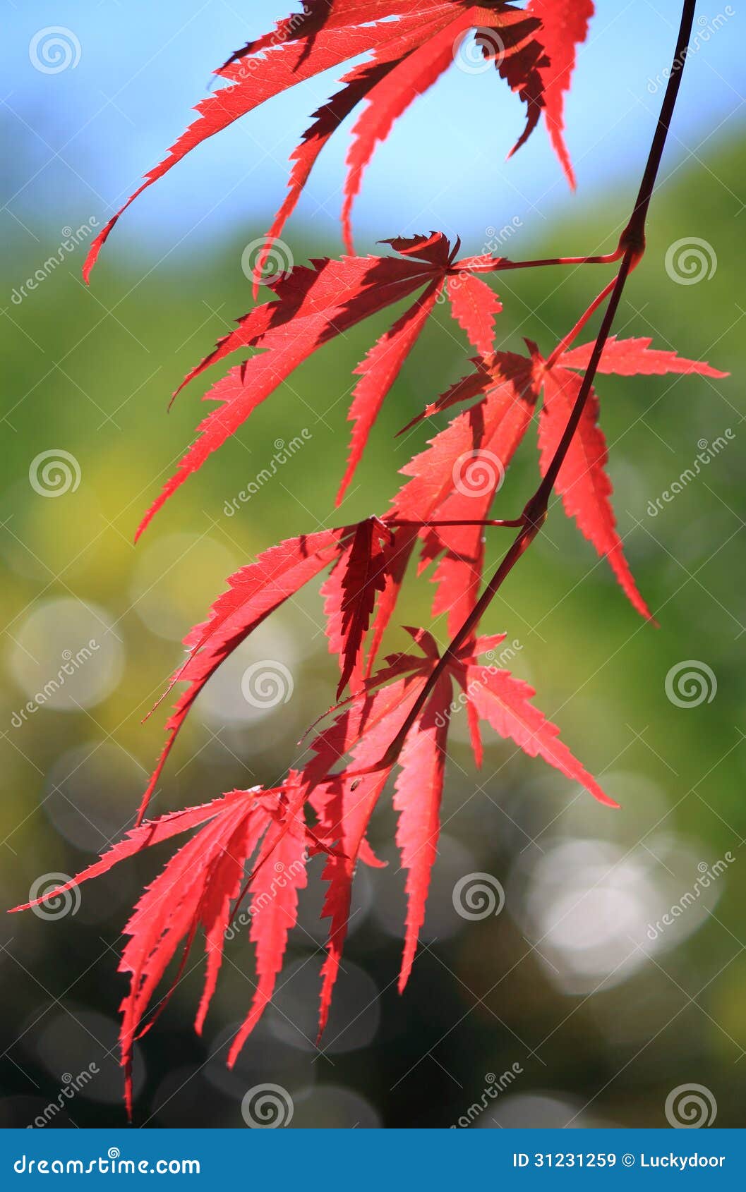 Red Maple Tree Closeup stock image. Image of tree, japanese - 31231259