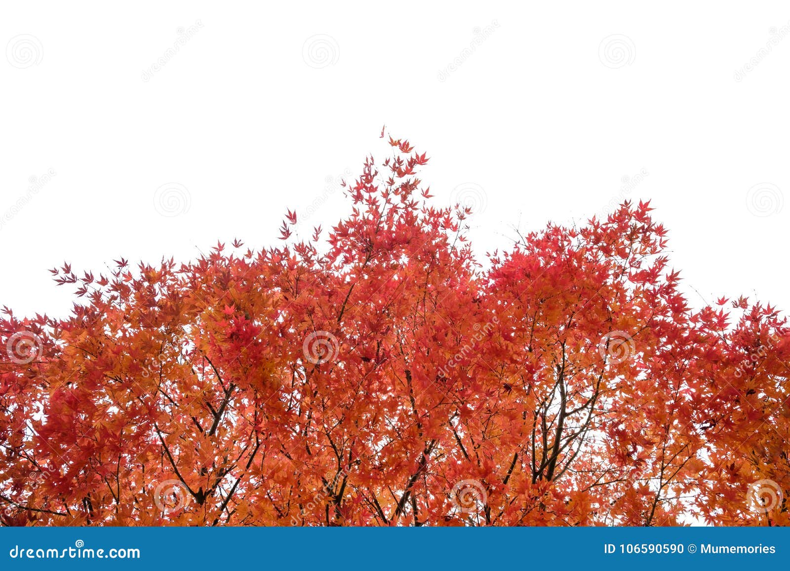 Red Maple Tree Cut on White Background Stock Photo - Image of empty ...