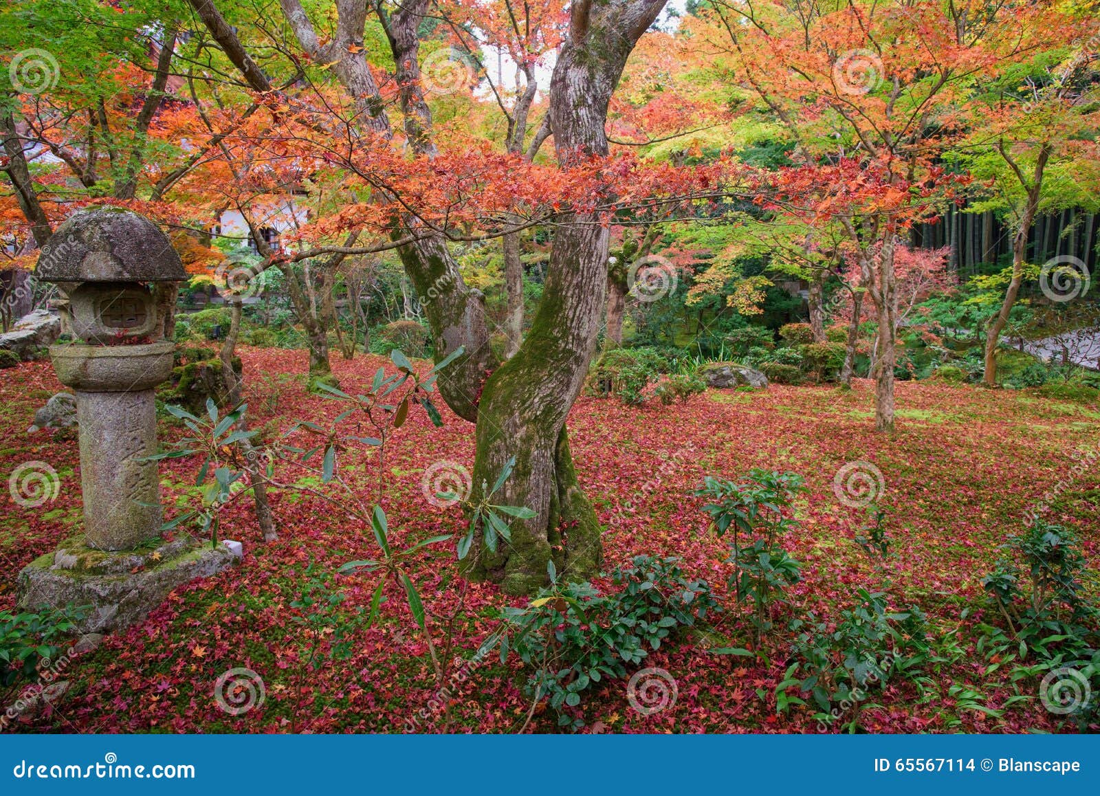 Red Maple Tree on Enkoji Temple Garden in Kyoto Stock Photo - Image of ...