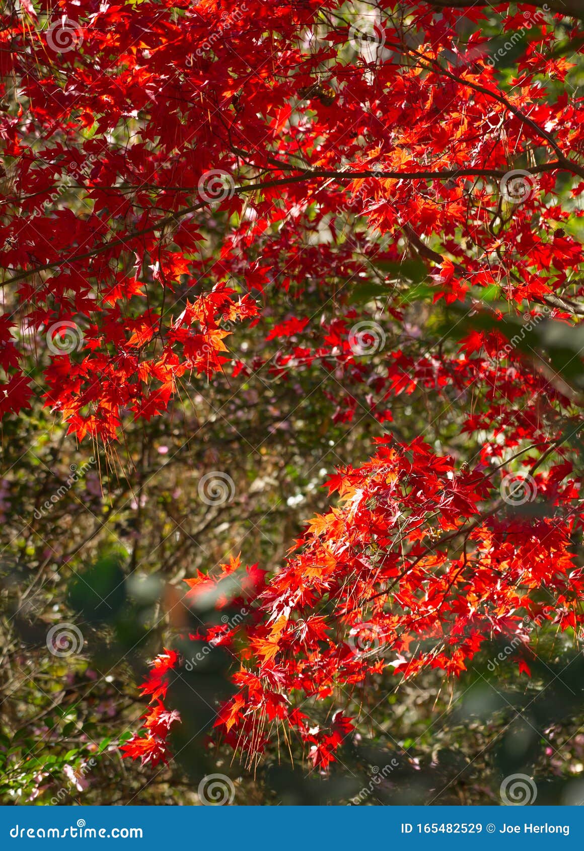 Red Maple Tree in the Fall. Stock Image - Image of hill, forest: 165482529