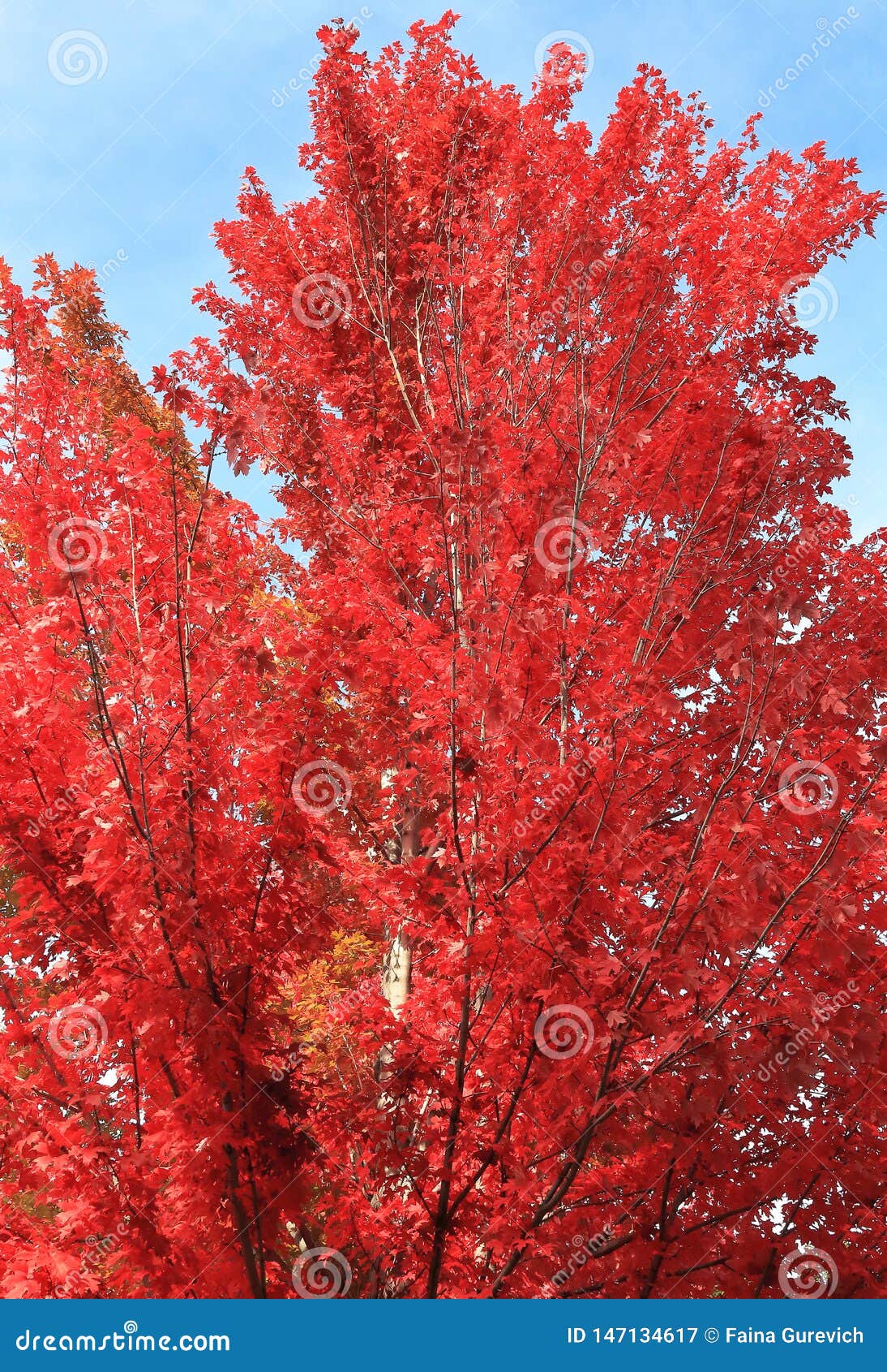 Red Maple Tree. Fall, Blue Sky, Natural Background Stock Image - Image ...
