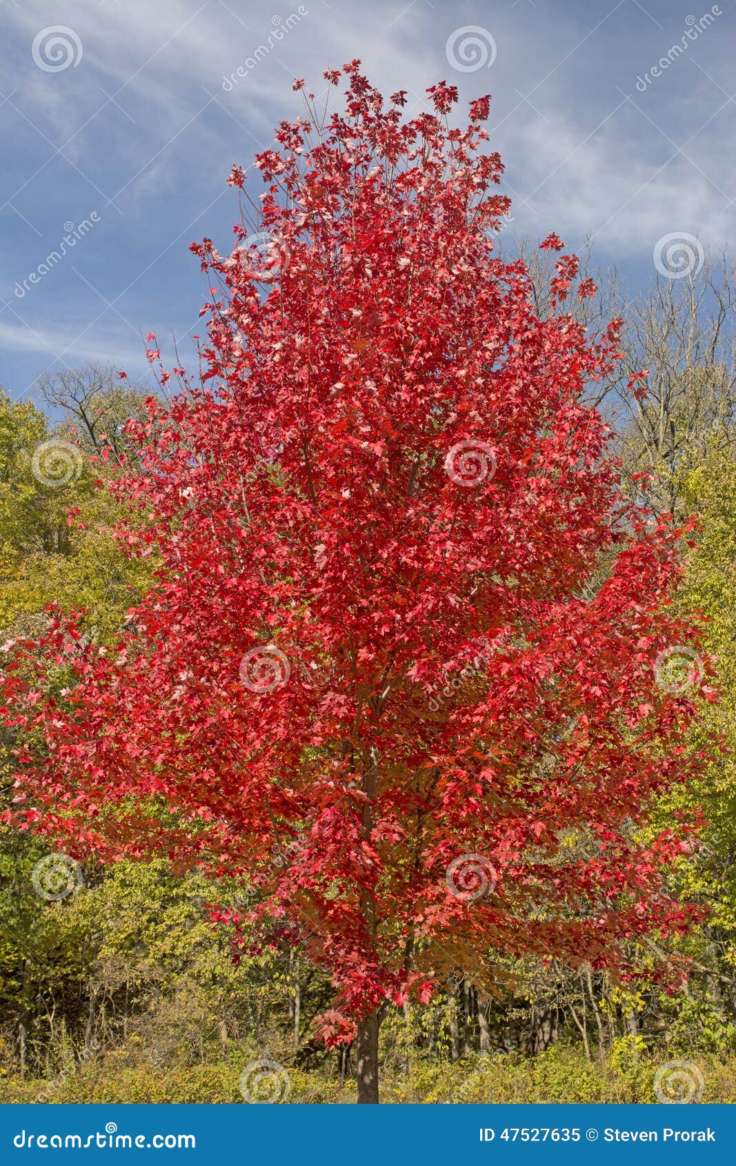 A Red Maple Tree in Fall Colors Stock Image - Image of rubrum, colors ...