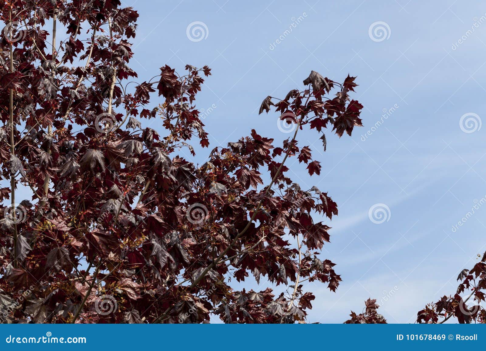 Red maple tree stock image. Image of maple, grow, environment - 101678469