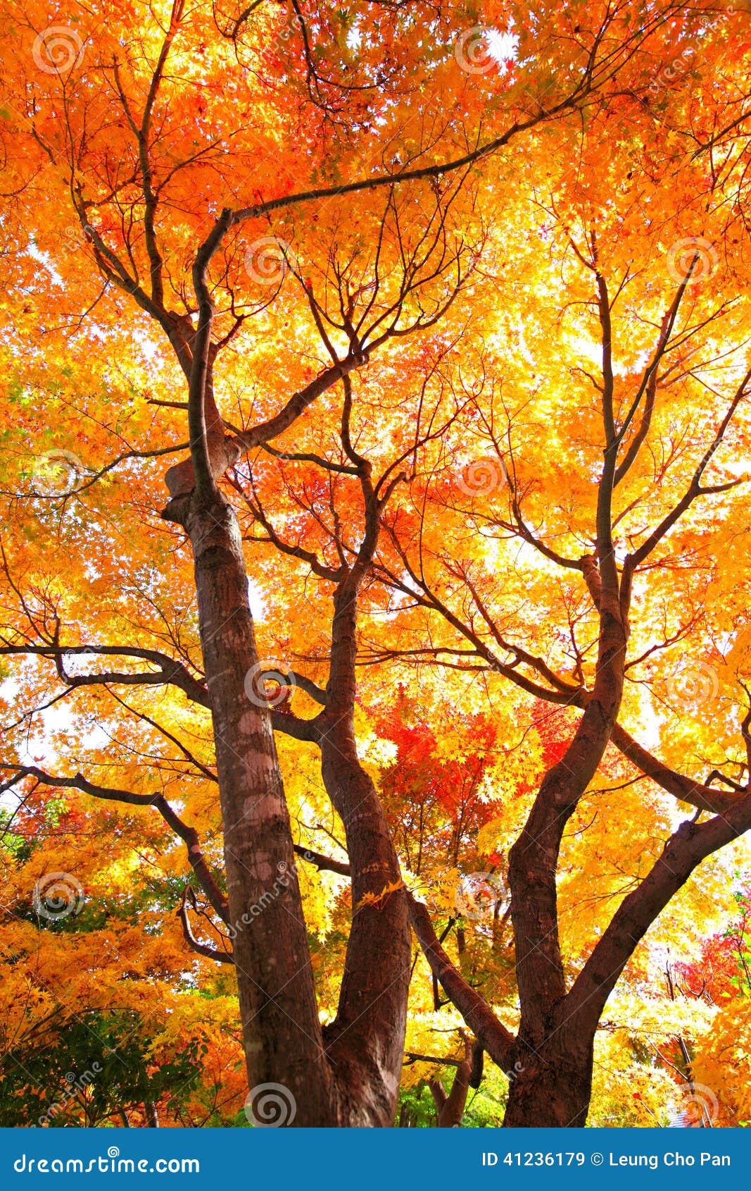 Red maple tree stock image. Image of plant, fall, forest - 41236179