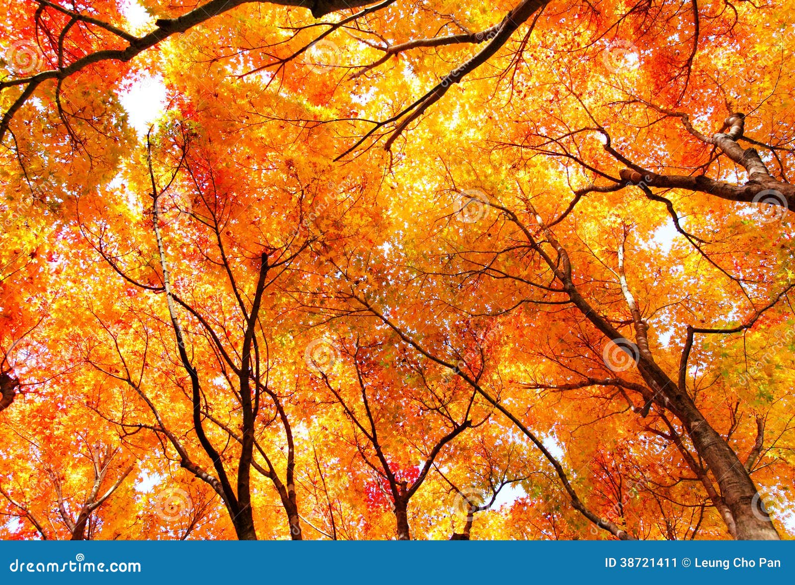 Red maple tree forest stock image. Image of foliage, forest - 38721411