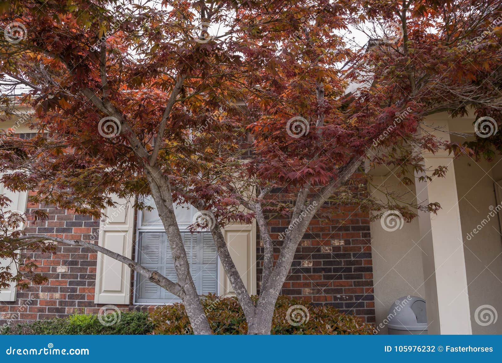 Red Maple Tree in Front of Building. Stock Photo - Image of tree, brick ...