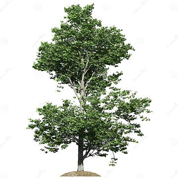 Red Maple Tree Front View Isolated on White Background Stock Photo ...