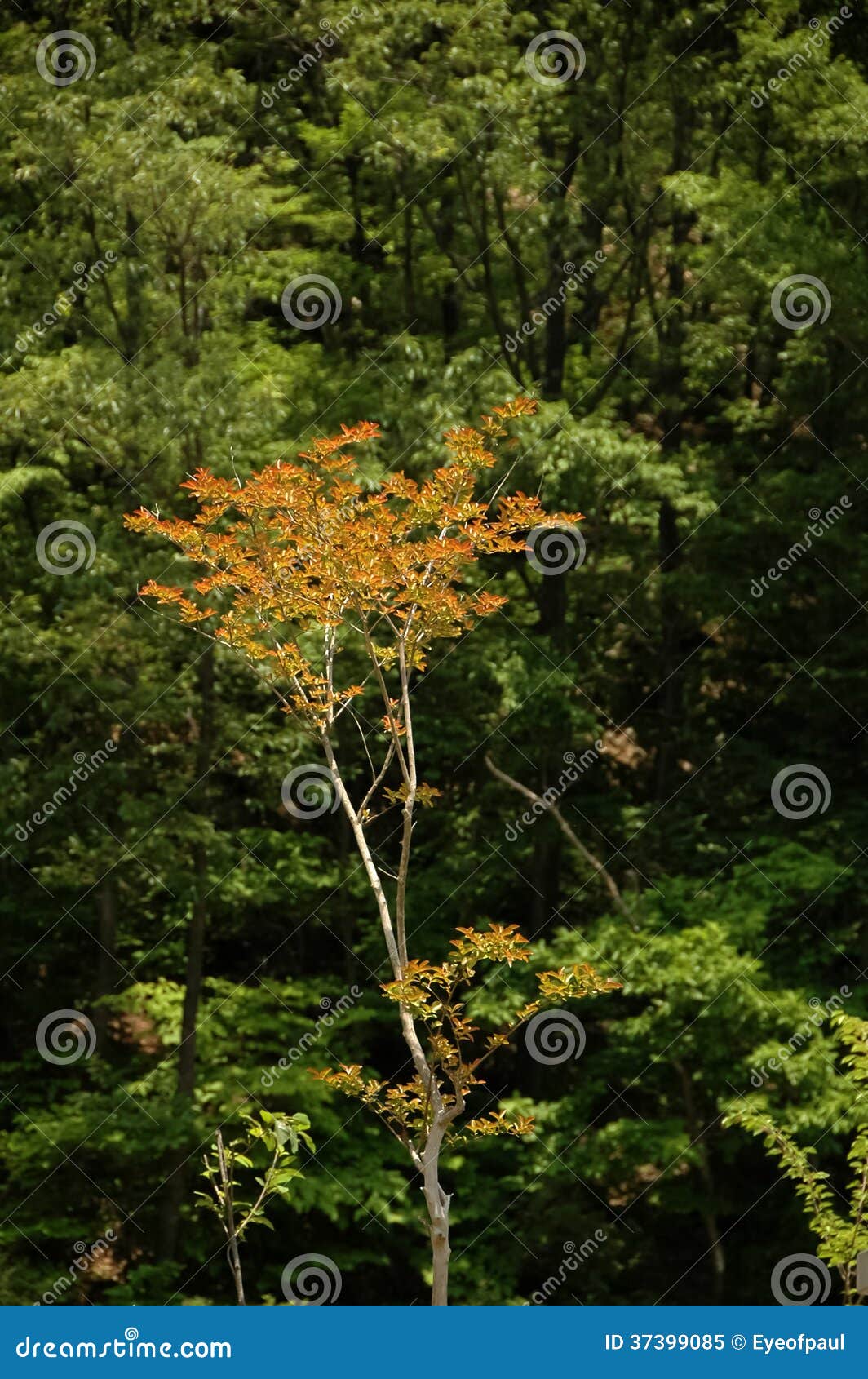 Red Maple Tree among Green Forest Stock Image - Image of quiet, park ...