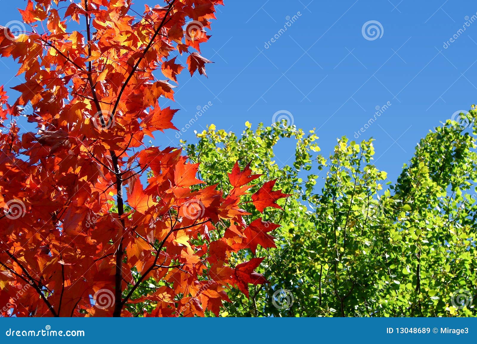 Red Maple Tree Green Leaves and Sky Stock Image - Image of bright ...