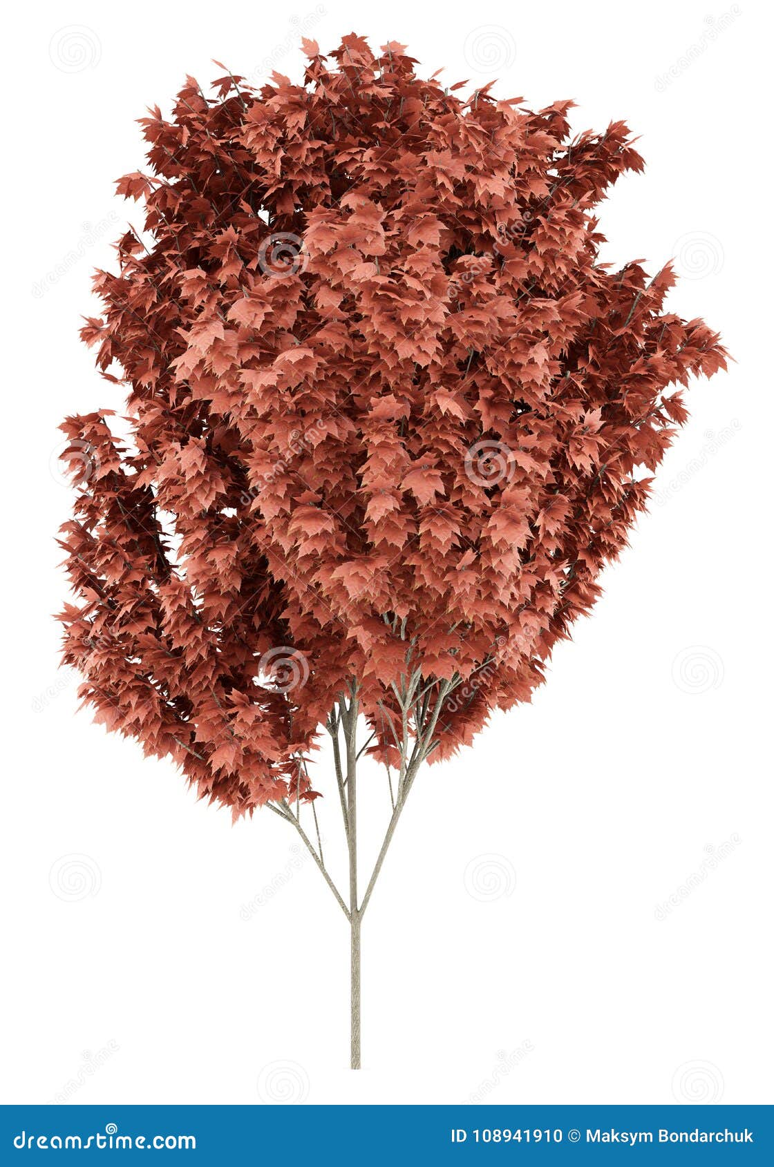 Red Maple Tree Isolated on White Stock Illustration - Illustration of ...