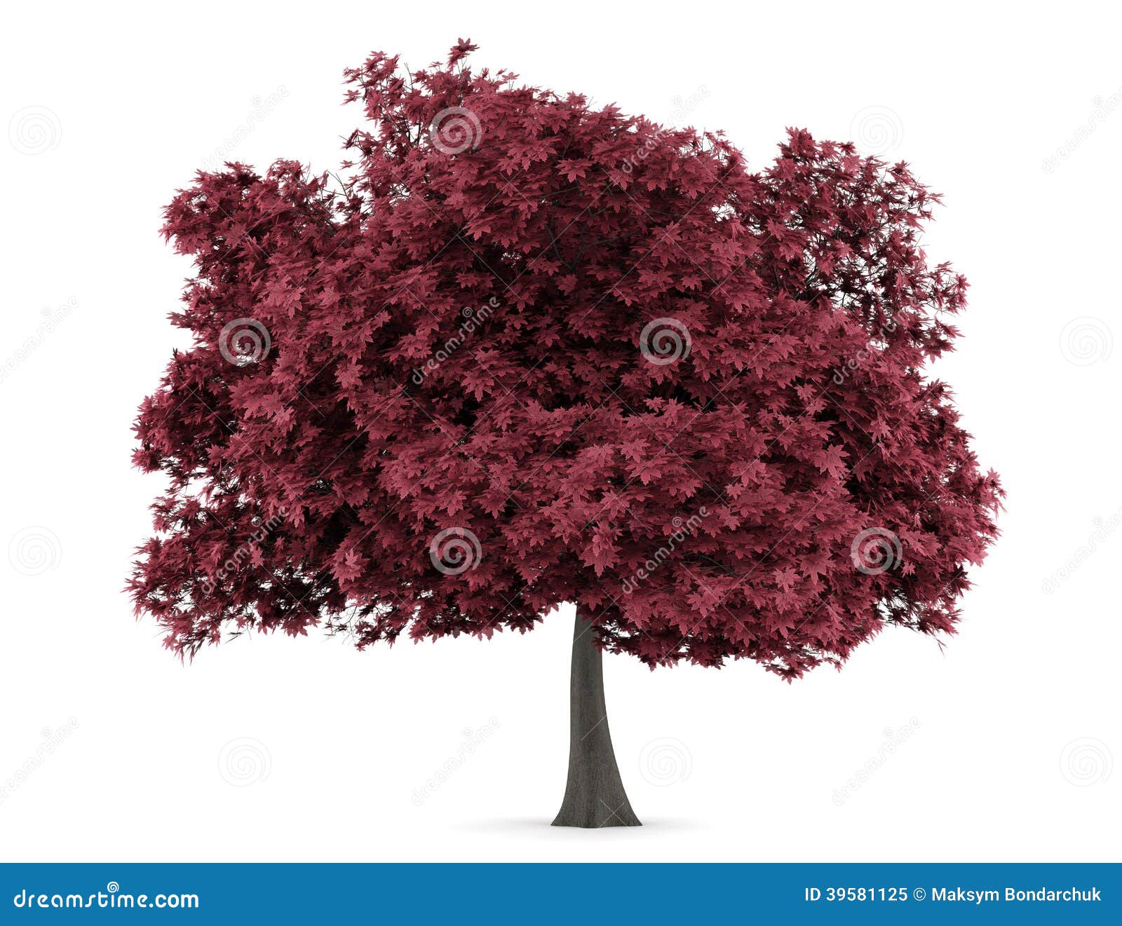 Red Maple Tree Isolated on White Stock Illustration - Illustration of ...