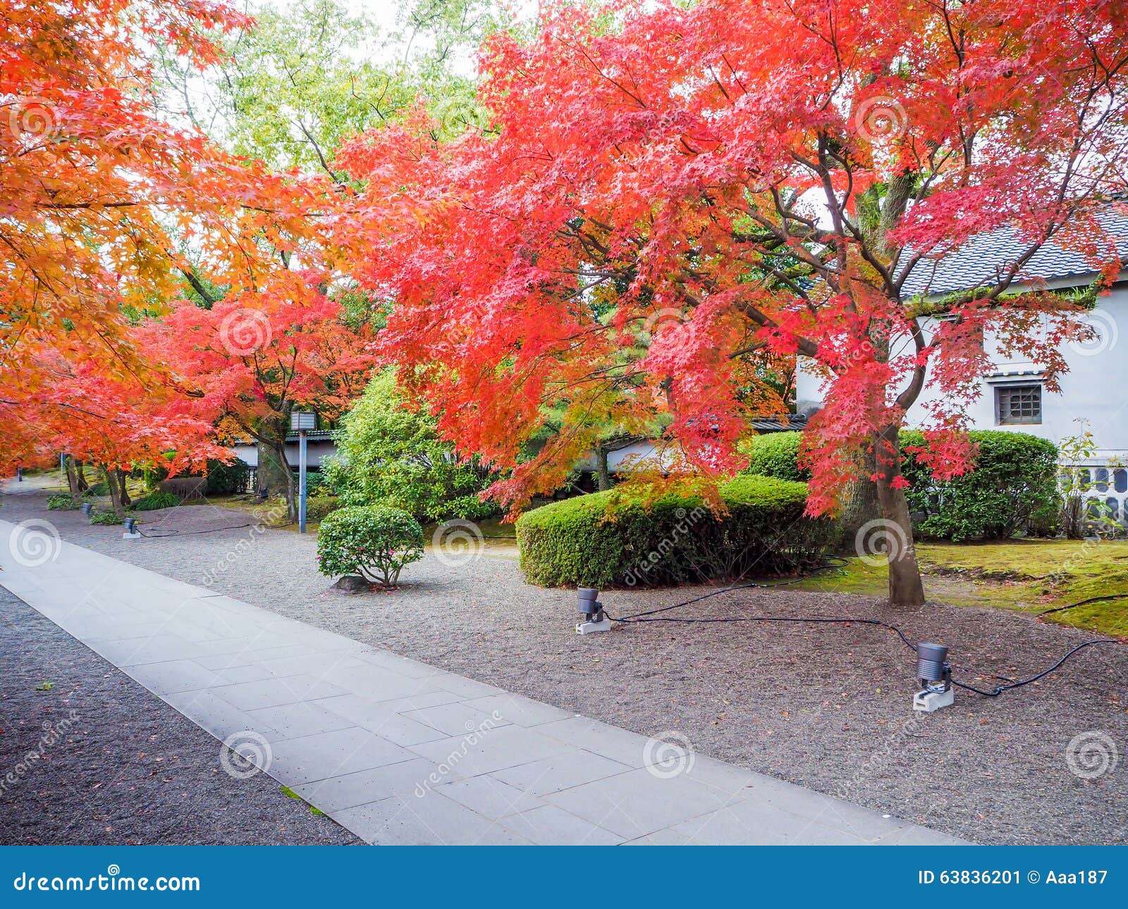 Red Maple Tree in Japanese Garden Stock Image - Image of element ...