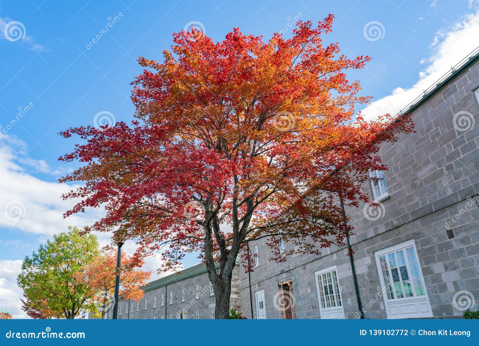 Red Maple Tree in the La Citadelle De Quebec Stock Photo - Image of ...