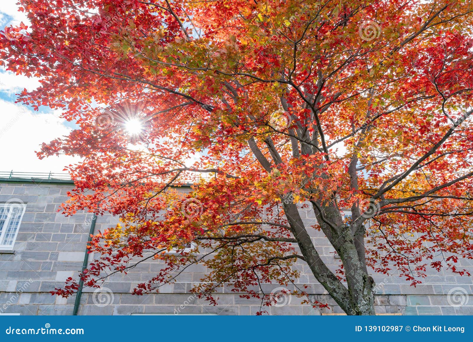 Red Maple Tree in the La Citadelle De Quebec Stock Image - Image of ...