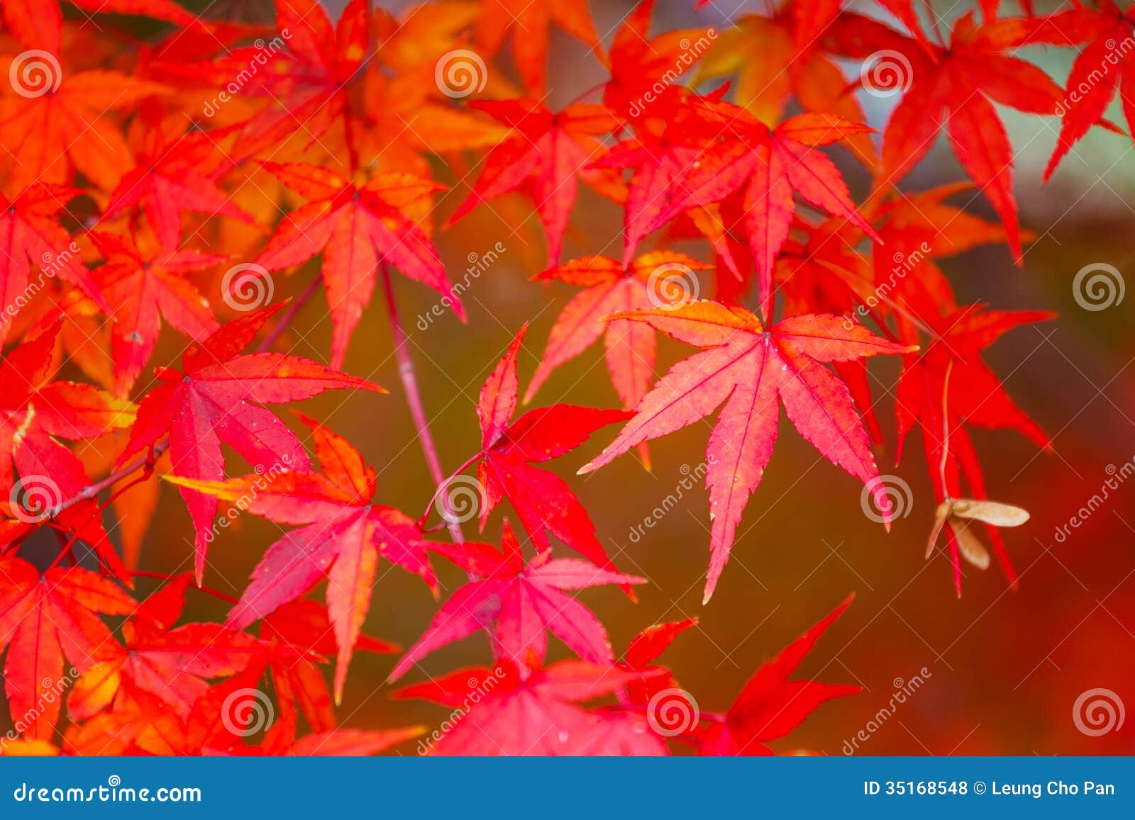 Red maple tree stock photo. Image of fall, branch, lush - 35168548