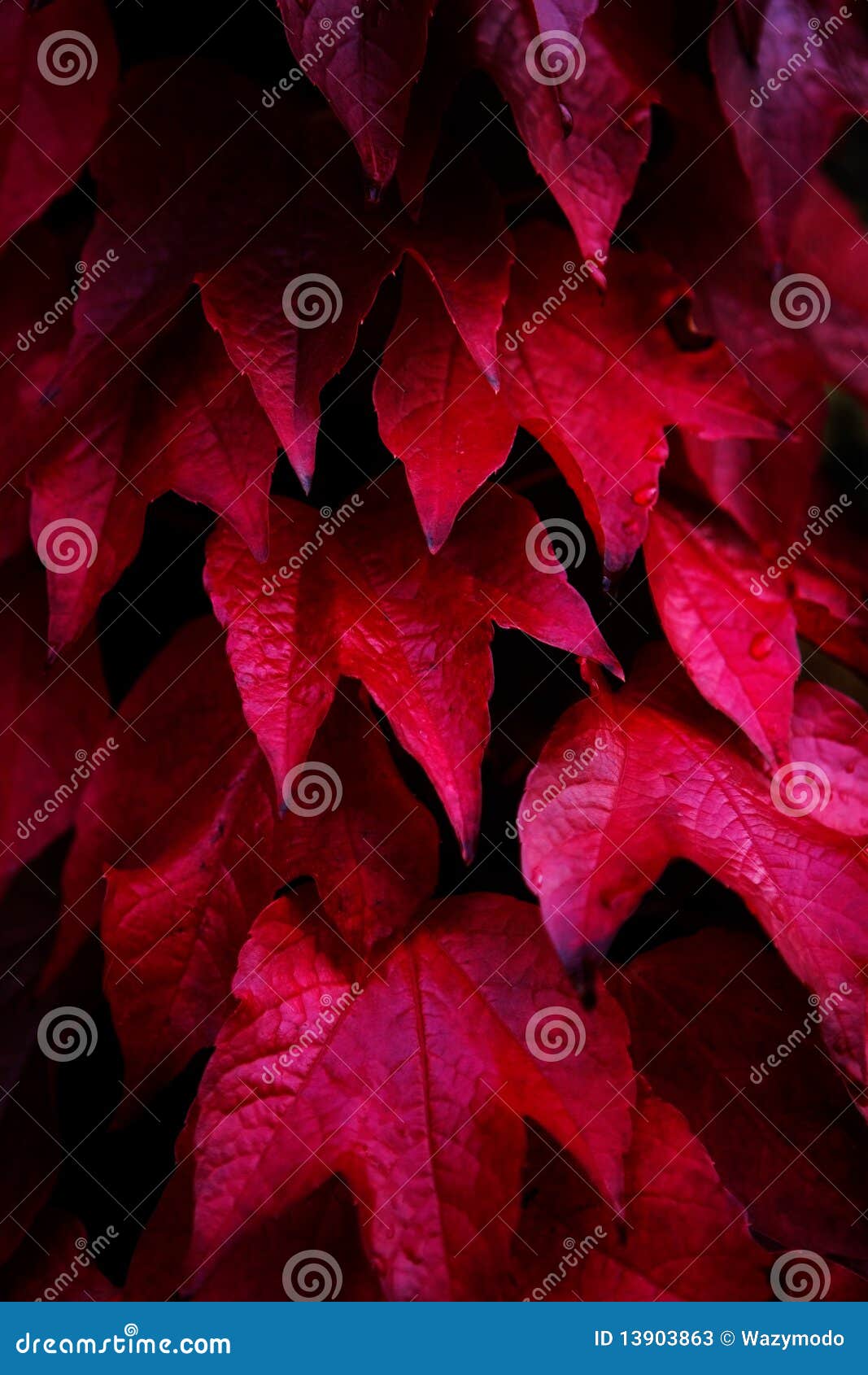 Red Maple tree leaves stock image. Image of garden, color - 13903863