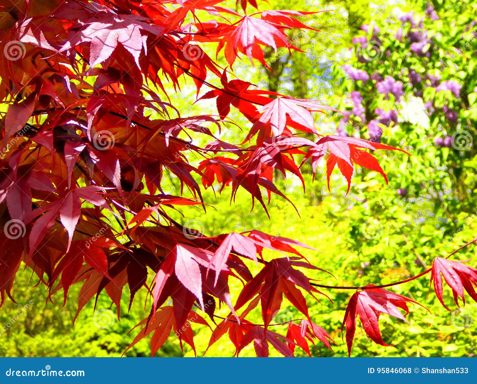 Red Maple Tree Leaves in Spring Stock Photo - Image of natural, leaves ...