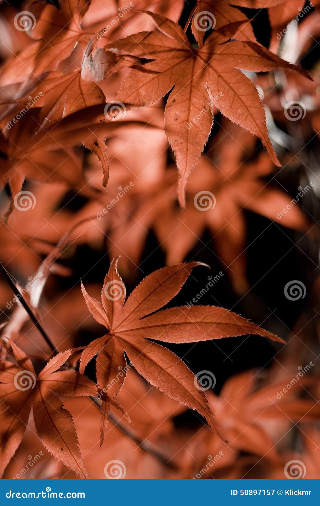 Red maple tree leaves stock image. Image of park, closeup - 50897157