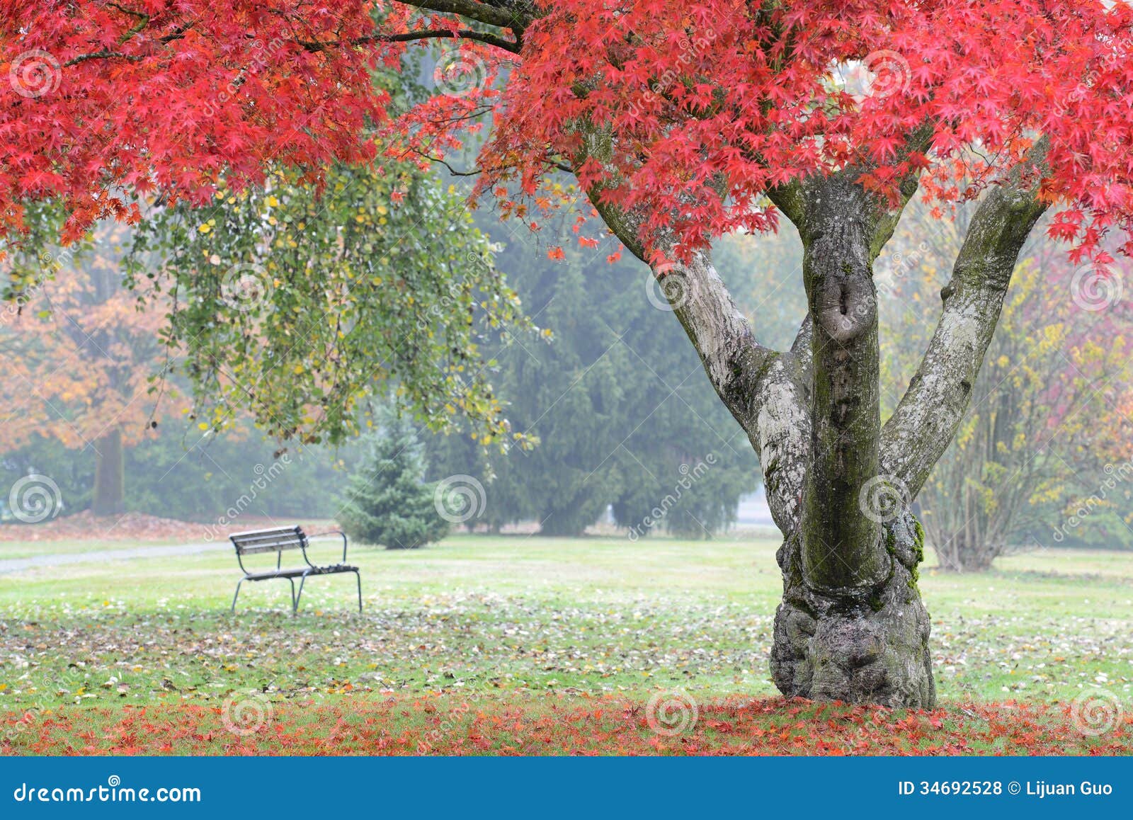 Red Maple Tree in Misty Autumn Garden Stock Photo - Image of color ...
