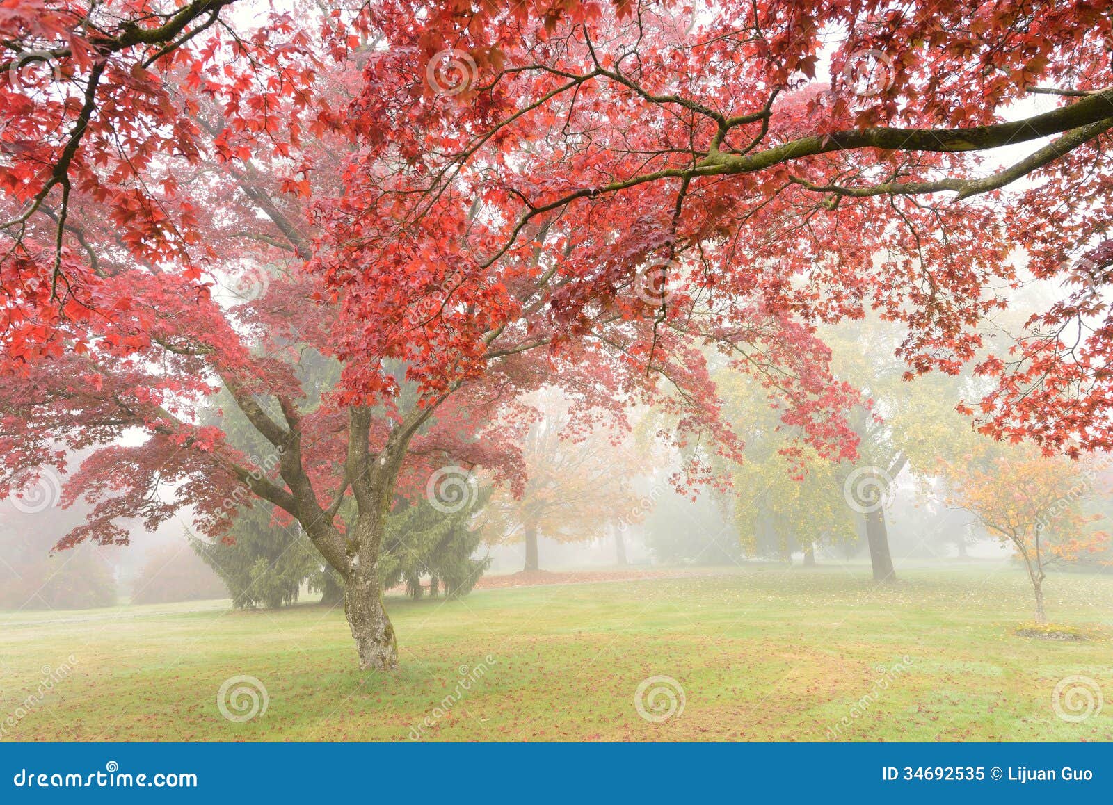 Red Maple Tree in Misty Autumn Garden Stock Image - Image of color ...