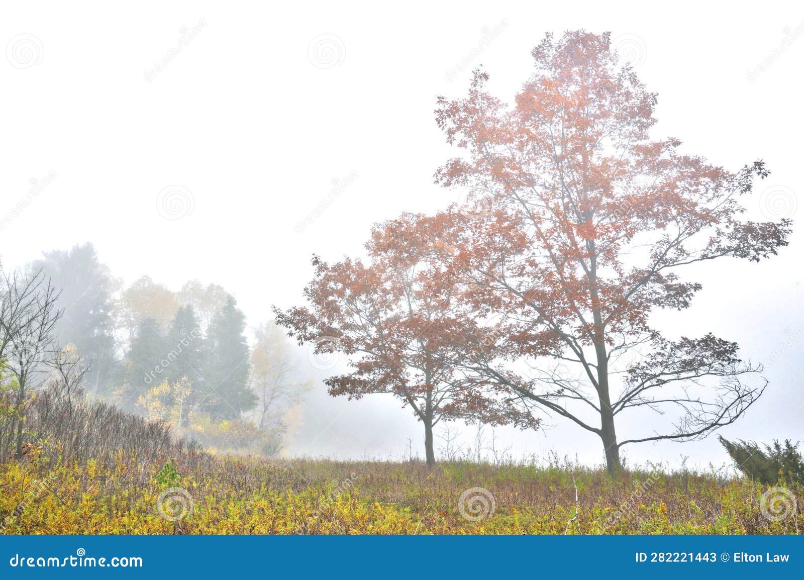 The Red Maple Tree on a Misty Morning Stock Image - Image of brown ...