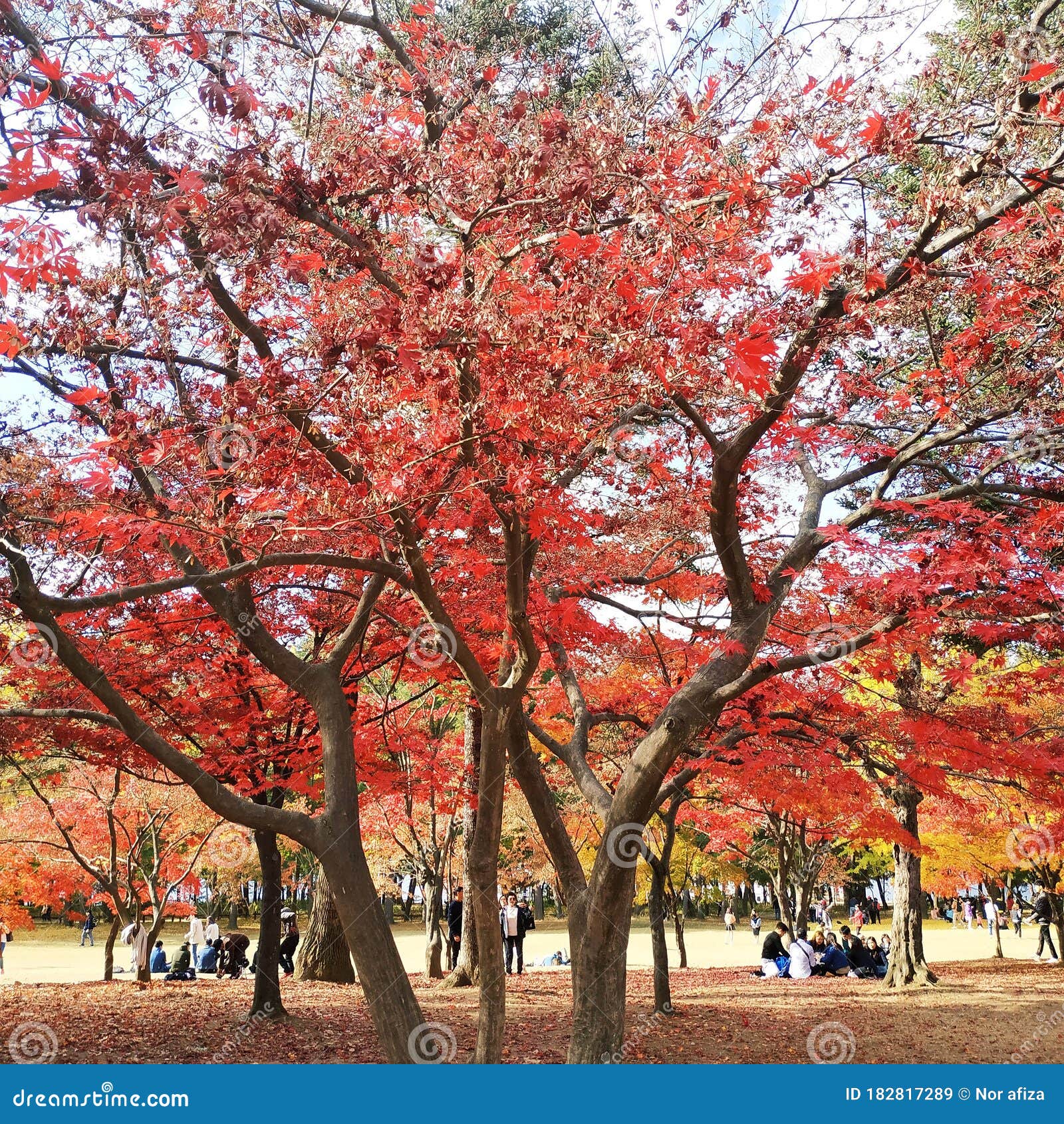 Red Maple Tree at Nami Island Editorial Stock Image - Image of fruit ...