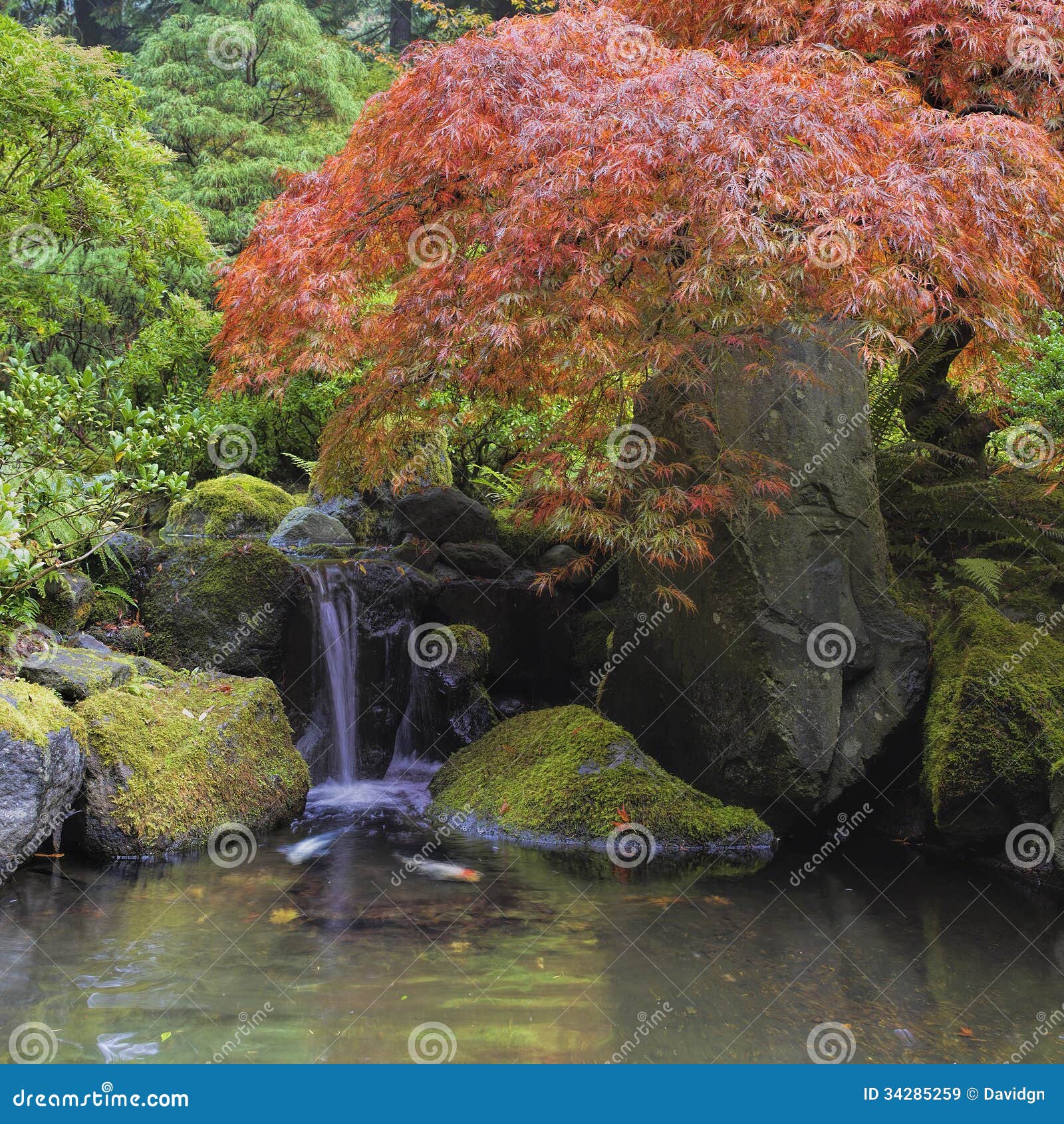 Red Maple Tree Over Waterfall Pond Stock Image - Image of foliage ...