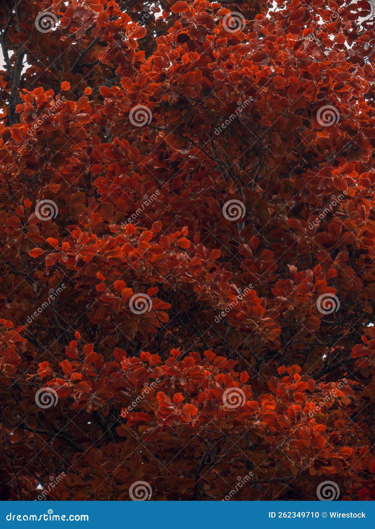 Red maple tree in the park stock photo. Image of plant - 262349710