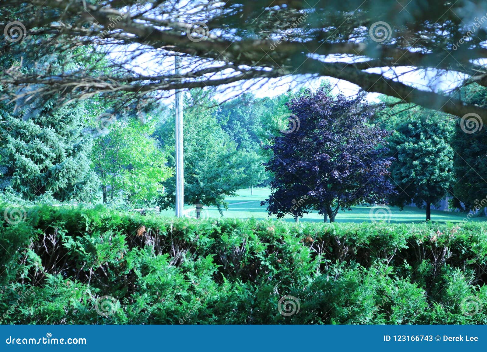 Red Maple Tree in a Residential Park Stock Image - Image of clear ...