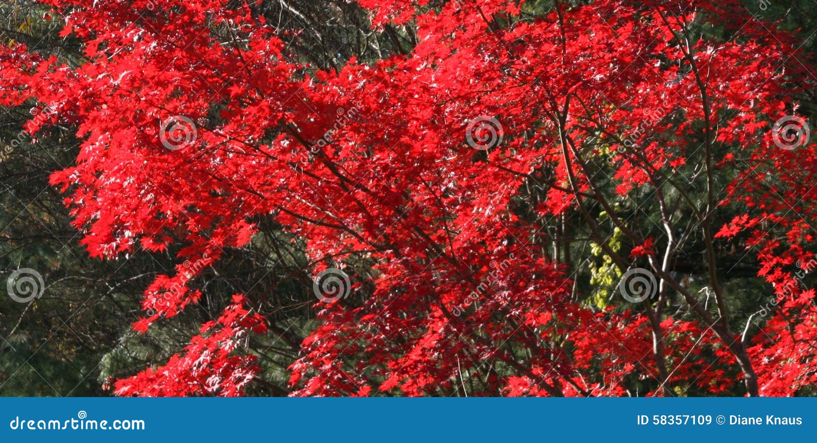 Red Maple Tree stock image. Image of tree, season, landscaping - 58357109
