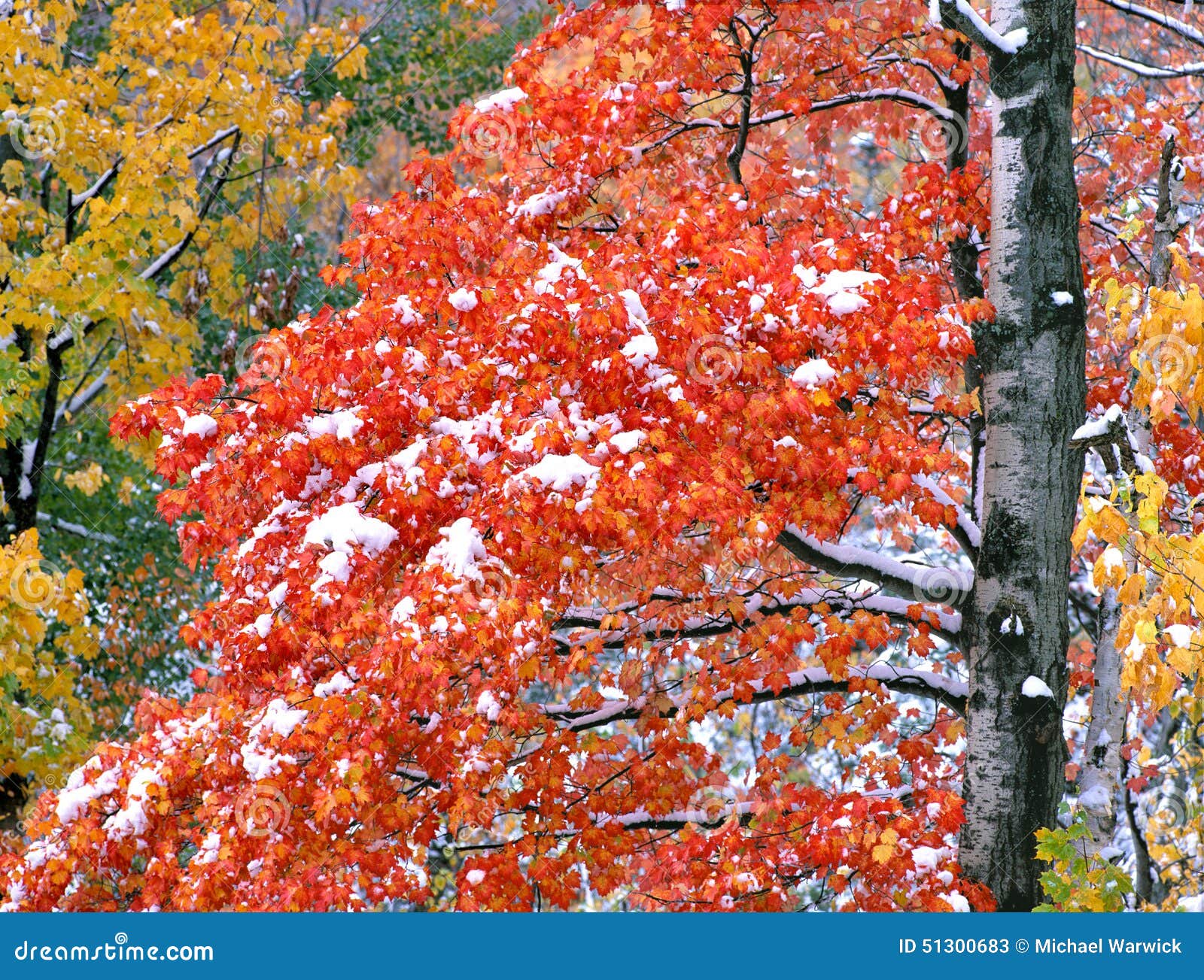 Red Maple Tree in Snow stock image. Image of maple, season - 51300683
