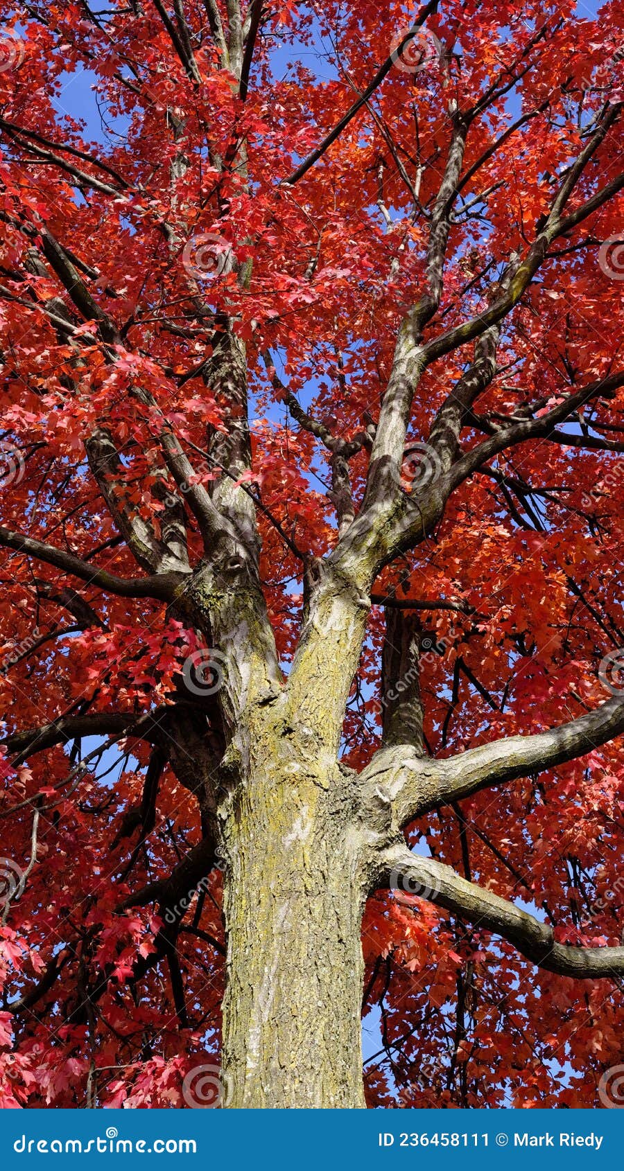 Red Maple Tree on a Sunny Blue Sky Fall Day in North Carolina Stock ...