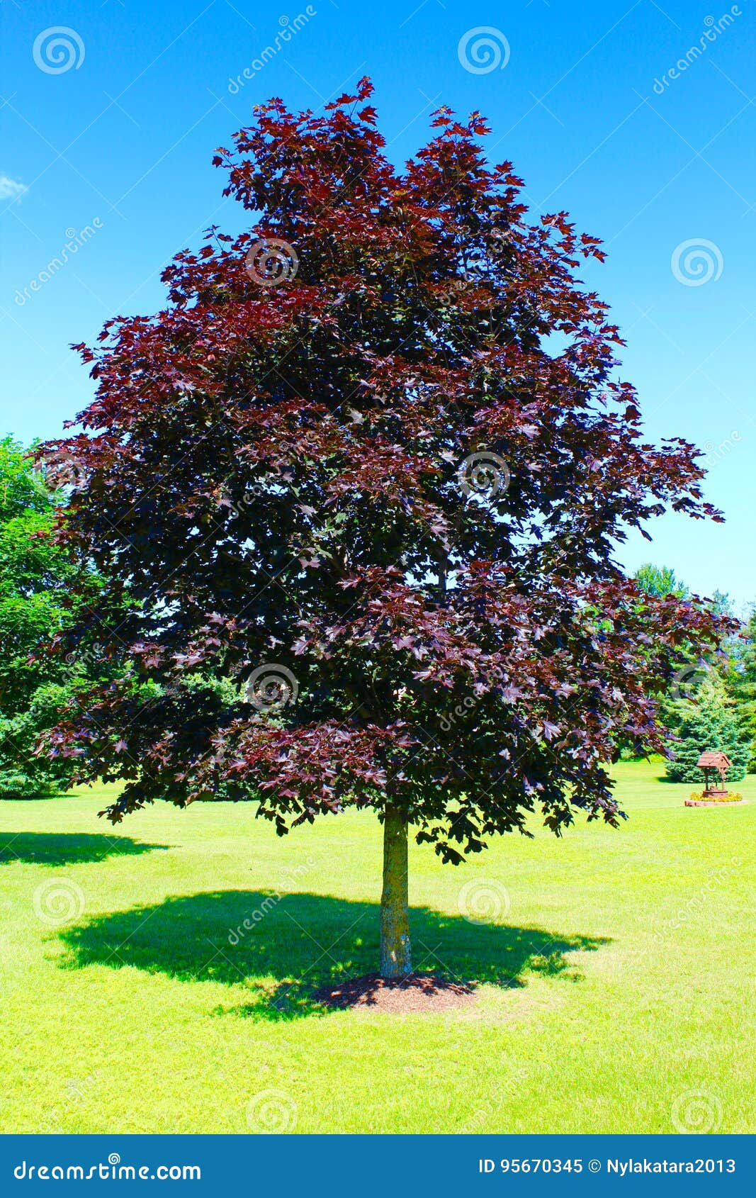 Red Maple Tree stock image. Image of season, foliage - 95670345