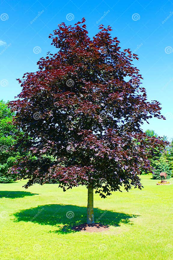 Red Maple Tree stock image. Image of season, foliage - 95670345