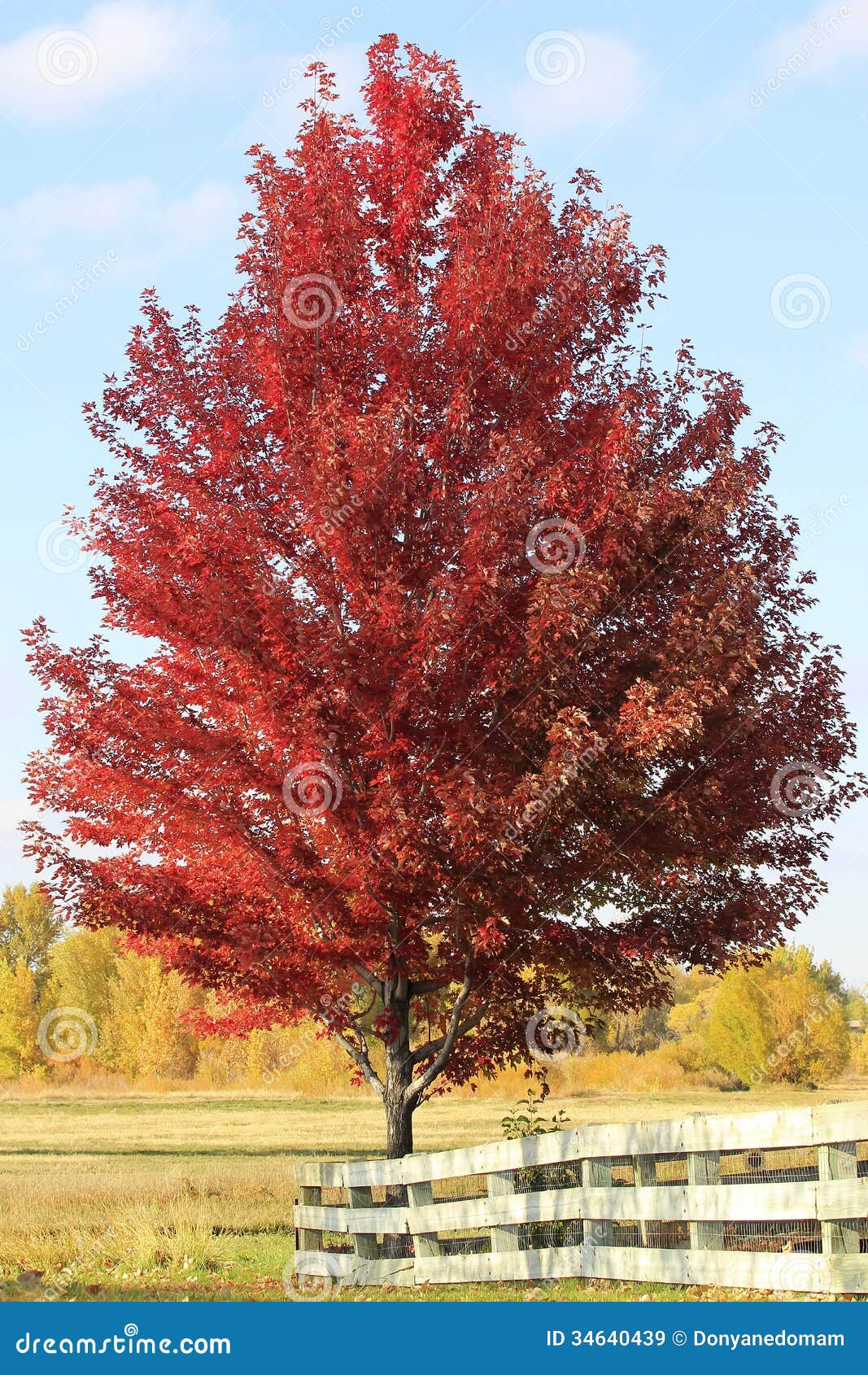 Red Maple Tree Growing New Leaves Royalty-Free Stock Photo ...