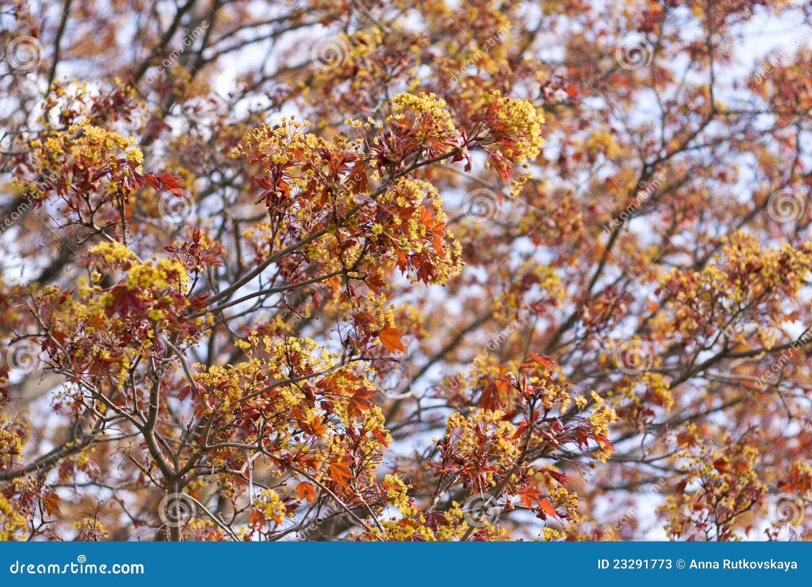 Red Maple Tree with Young Leaves Stock Image - Image of forest, bright ...