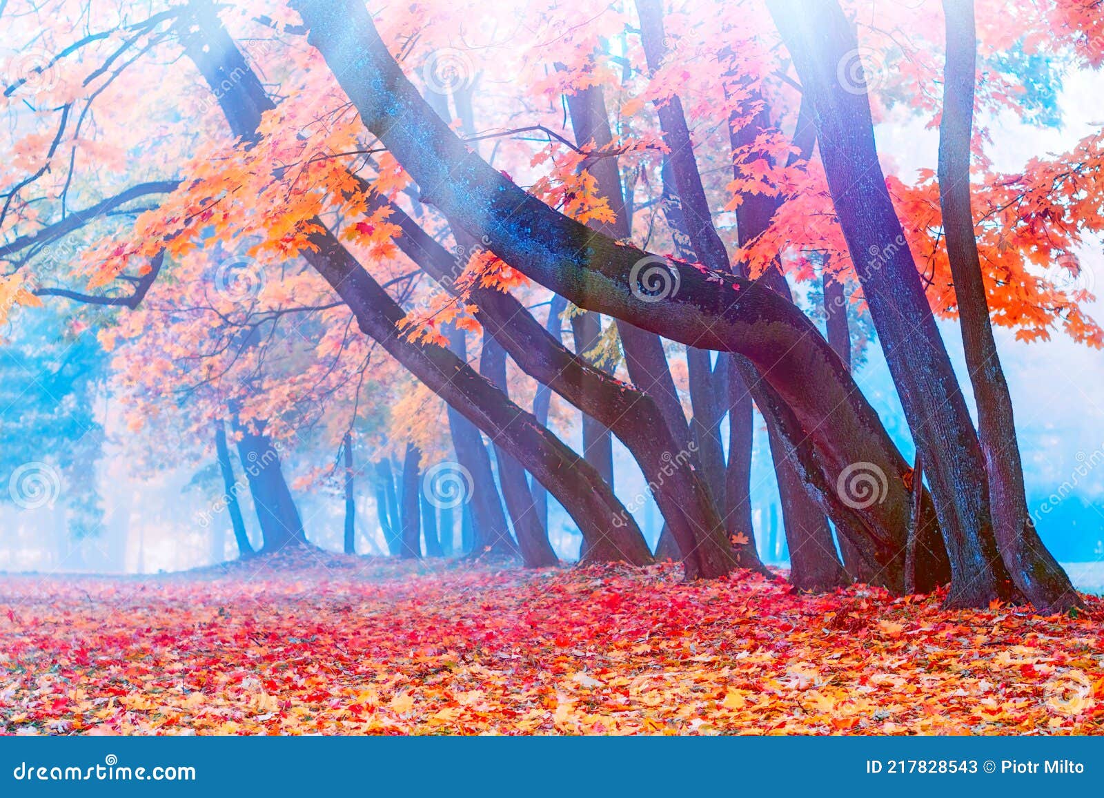 Red Maple Trees in Blue Fog. Beautiful Autumn Stock Image - Image of ...