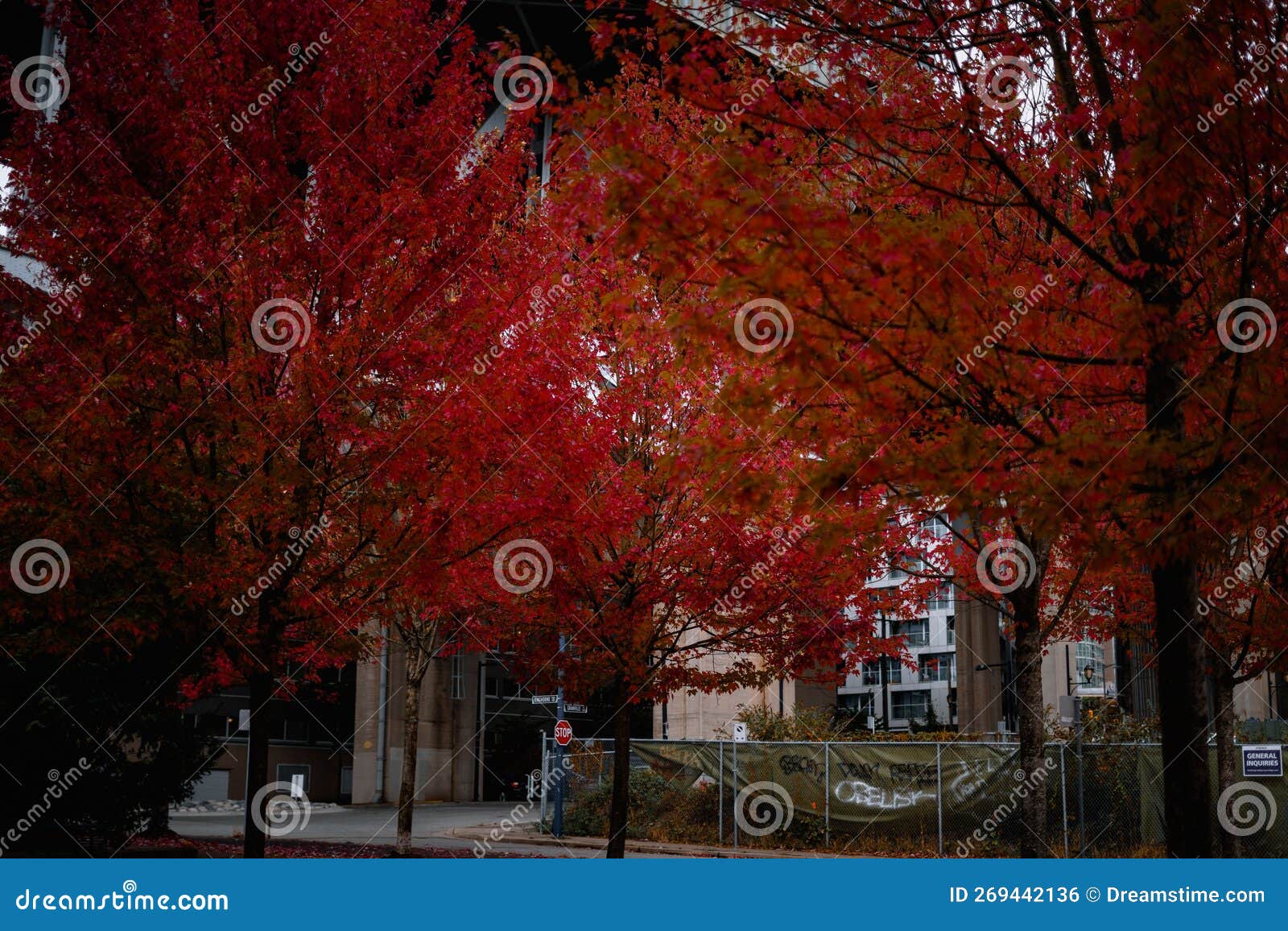 Red Maple Trees in the Fall Downtown Vancouver Stock Photo - Image of ...