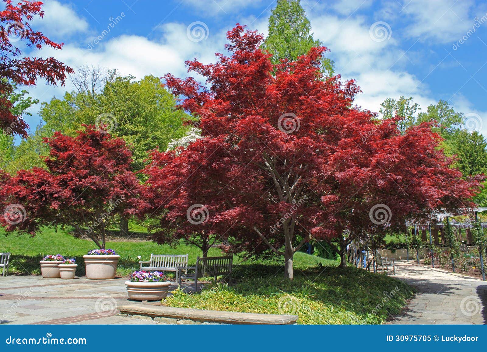 Red Maple Landscape stock image. Image of plants, blue - 30975705