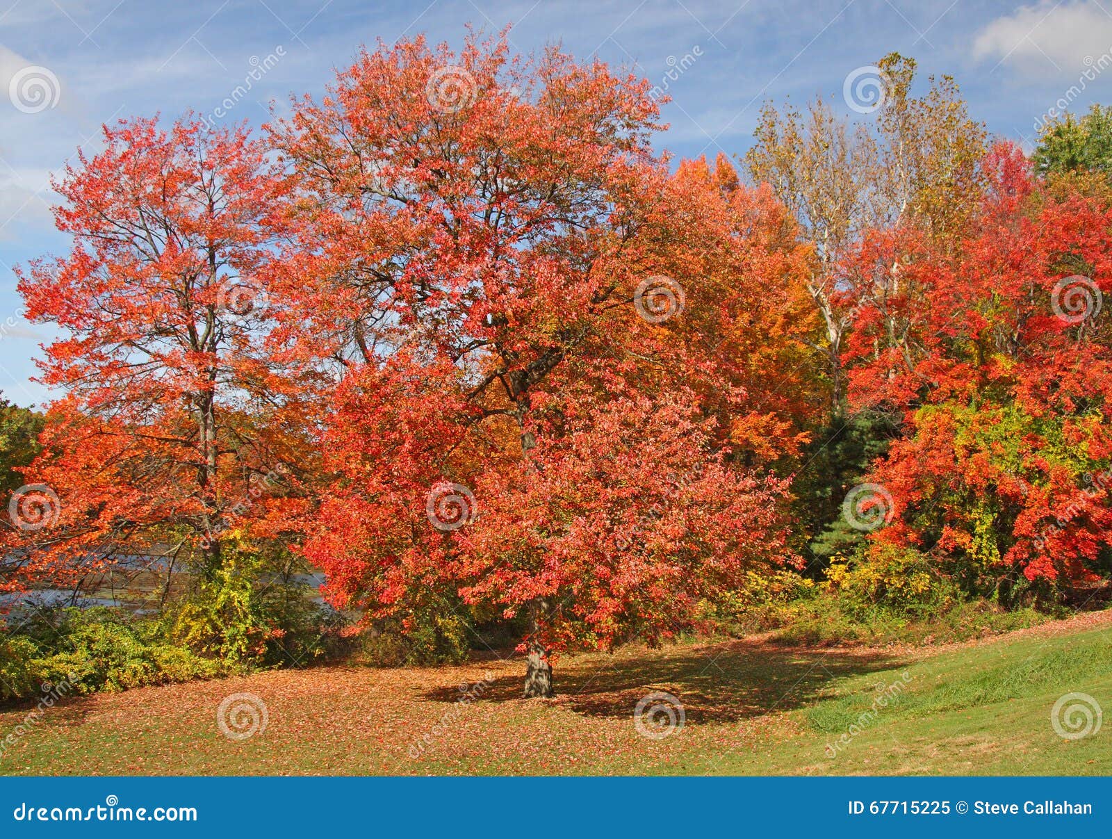 Red Maple trees stock image. Image of trees, blue, pond - 67715225