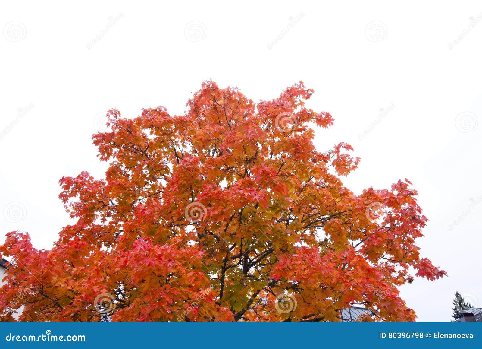 Red Maple on White Sky Background at Autumn Stock Photo - Image of ...