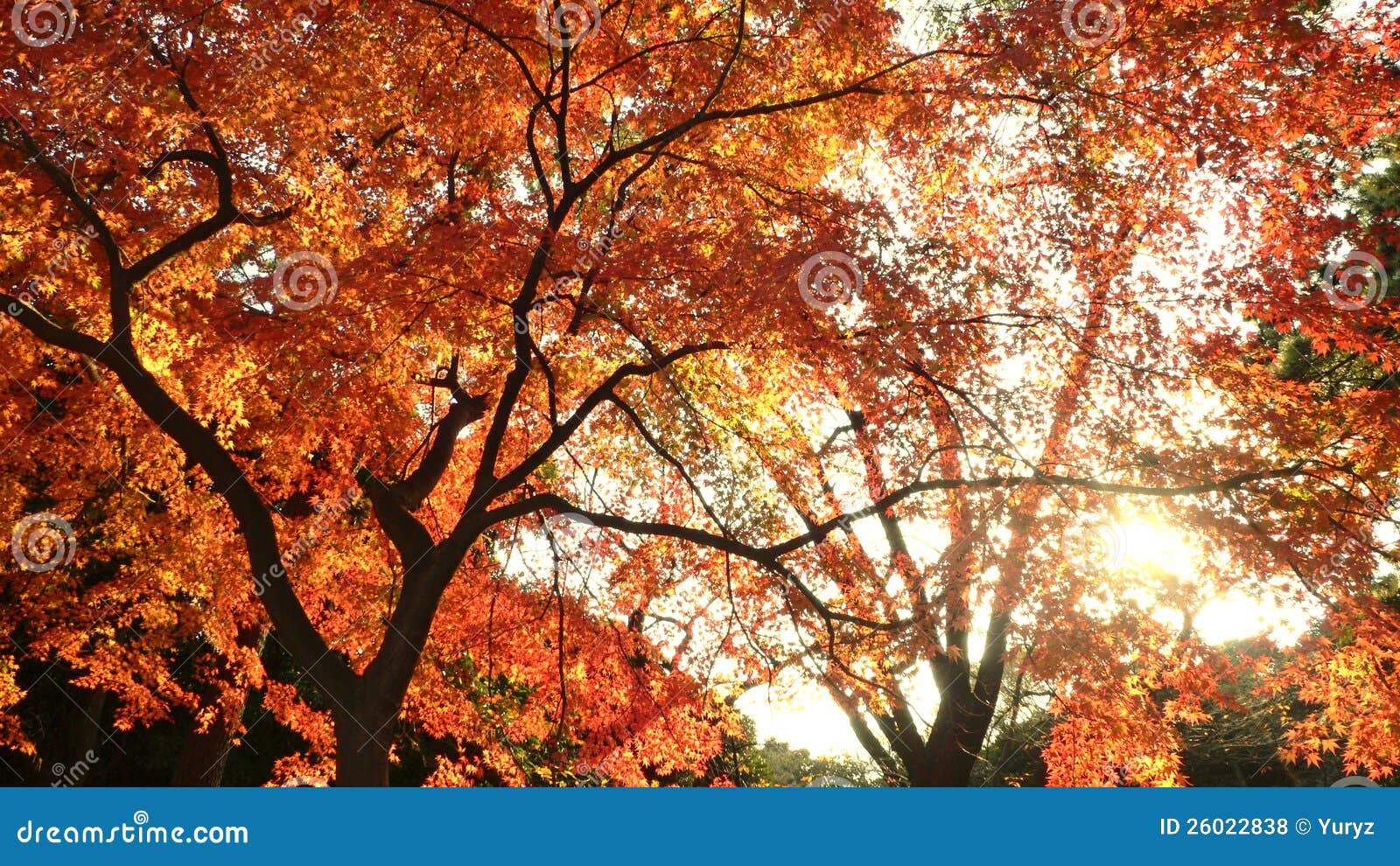 Red maples stock photo. Image of fall, autumn, nature - 26022838