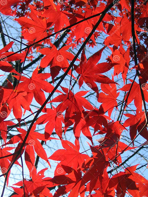 Red Maples stock photo. Image of fall, foliage, autumn - 813234