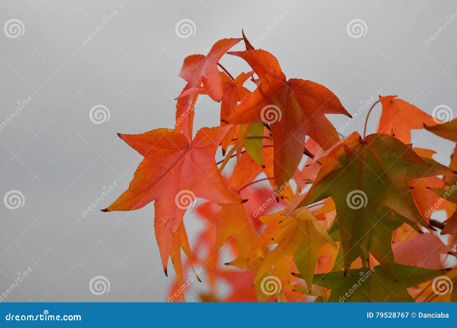 Red Maples in Autumn in Tuscany Stock Image - Image of natural ...