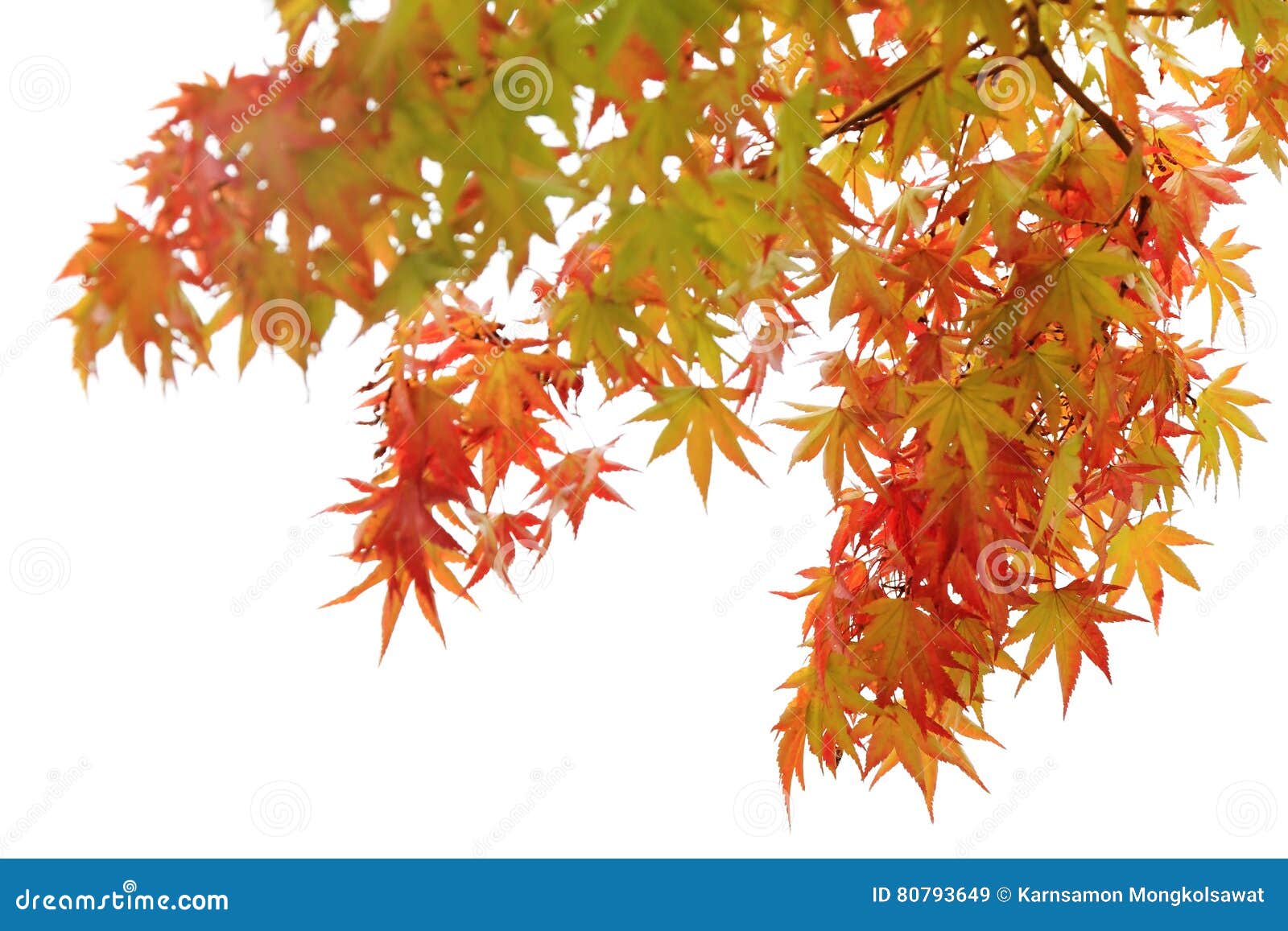 Red Maples on Branch, Autumn Leaves on White Background Stock Image ...