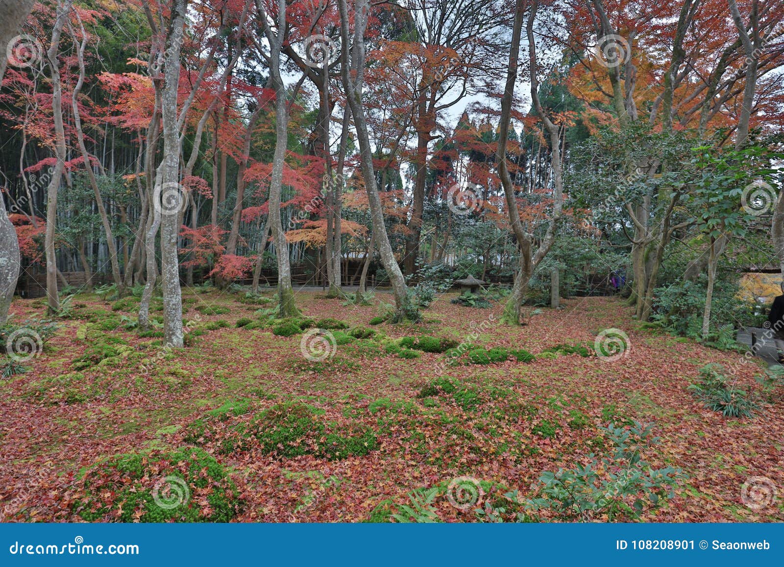 Red Maples Leave on Green Mos Gio Ji Temple Stock Image - Image of ... Red Maples Leave on Green Mos Gio Ji Temple Stock Image - Image of ...
