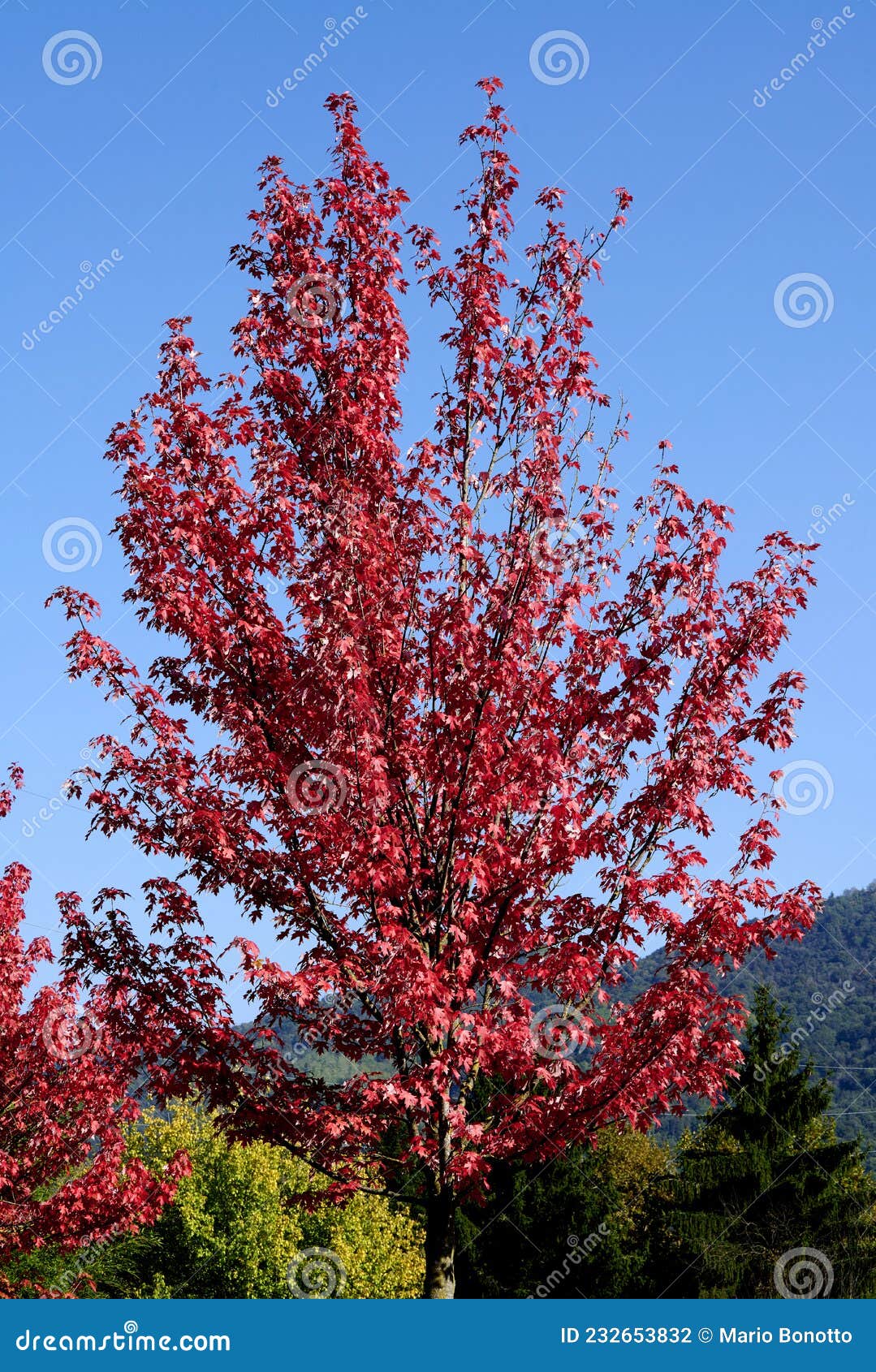 Red maples stock photo. Image of maples, tree, plant - 232653832