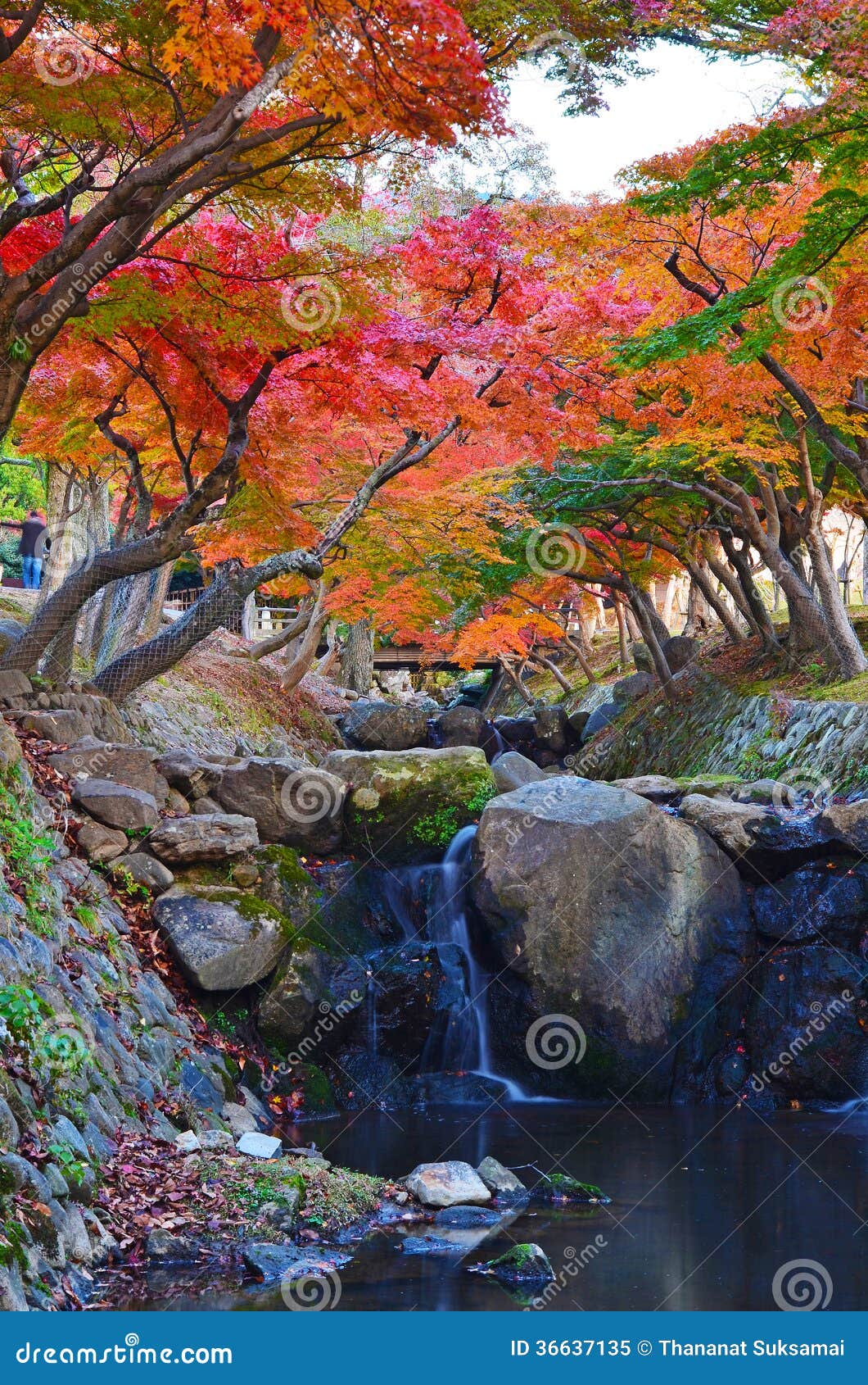 Red Maple and Waterfalls stock image. Image of maples - 36637135